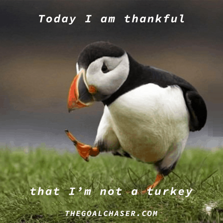 20 Funny Gratitude Quotes & Memes - Because Life Isn't Always Rosy...