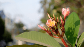 Short Pretty Words - Comprehensive List With Definitions