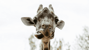 Silly Words For A Bit of Fun (With Definitions) - The Goal Chaser